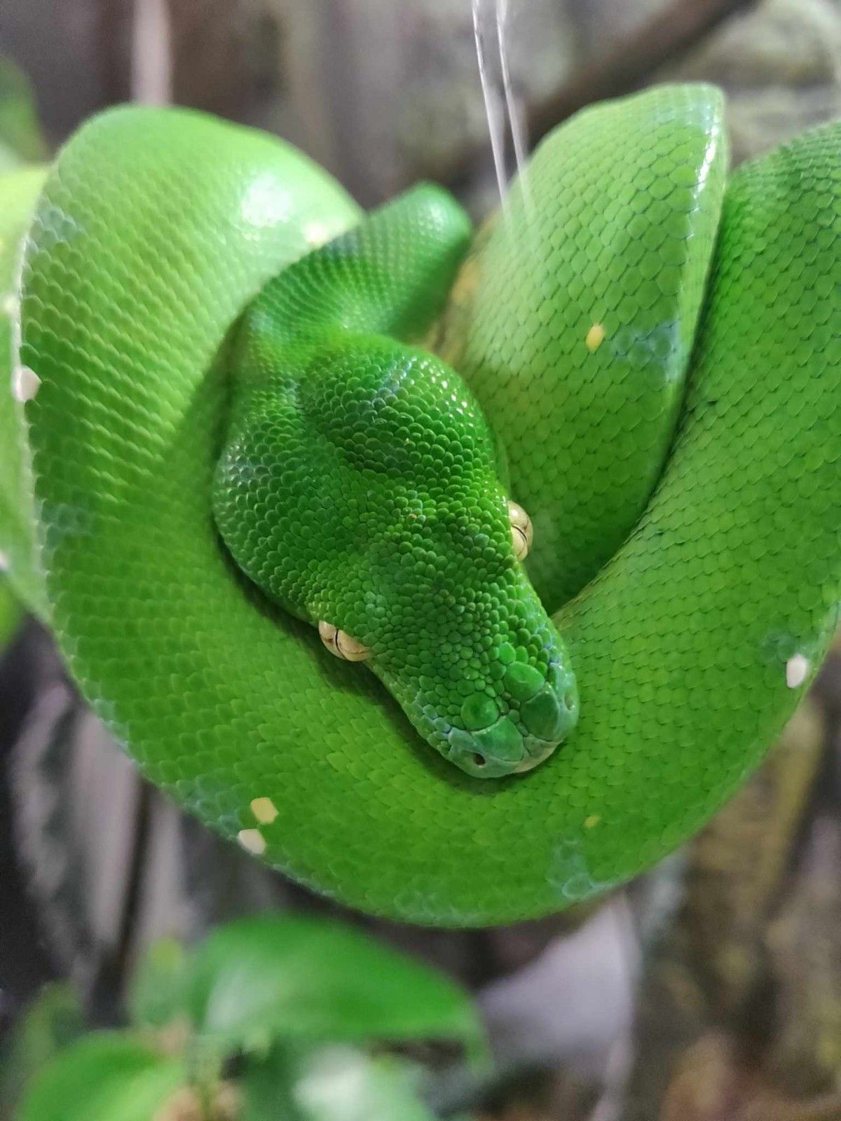 Skötsel Grön trädpyton | Terrariedjur.se