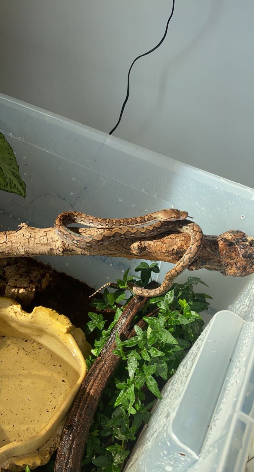 Skötsel Nätpyton | Terrariedjur.se